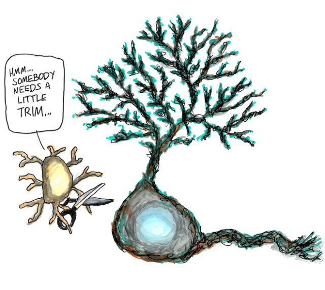 Synaptic Pruning
